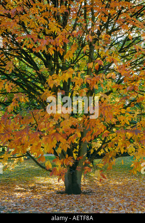 A White Ash tree, Fraxinus americana 'Autumn Purple', in fall color in ...