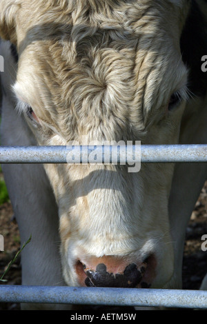 Sad Cow at milk farm. Cow factory. Agriculture industry, farming ...