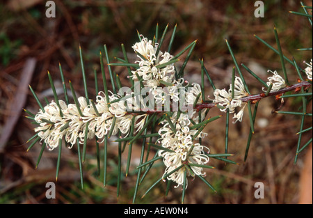 Bushy Needlewood or Silky Hakea (Hakea Sericea) is usually a straggly ...