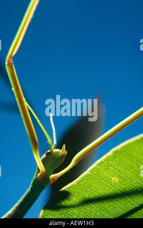 Spur Legged Phasmid (Didymuria violescens) Insecta Stock Photo - Alamy
