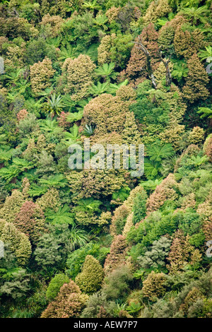 Mountain cabbage trees, Ruahine Ranges, Manawatu, North Island, New ...