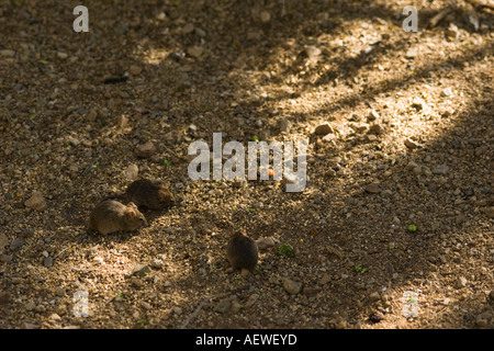Arizona Pocket Mouse Perognathus amplus Stock Photo - Alamy