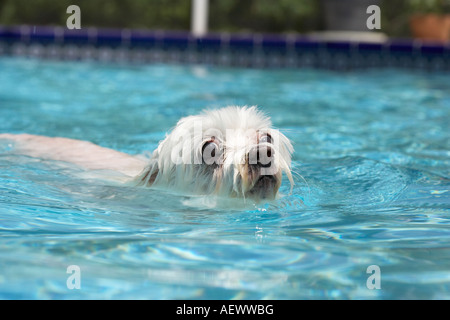 Maltese dog swims in pool Stock Photo - Alamy