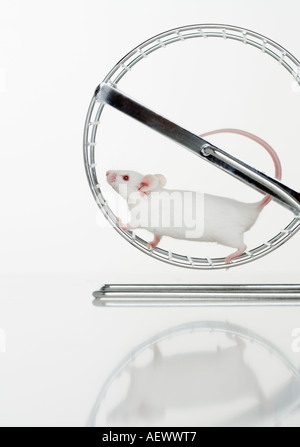 White mouse running on wheel Stock Photo - Alamy