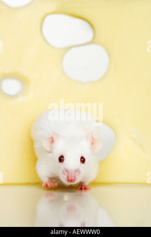 White mouse eating Swiss cheese Stock Photo - Alamy