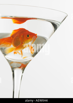 Golden fish swimming in martini cocktail isolated against white ...