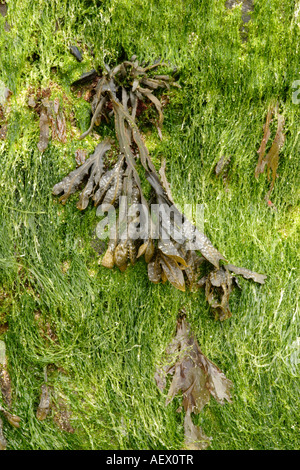 Closeup of Spiral wrack (Fucus spiralis) seaweed showing reproductive ...