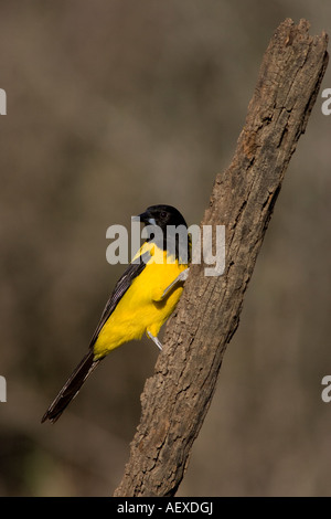 Audubon's Oriole Male Stock Photo - Alamy