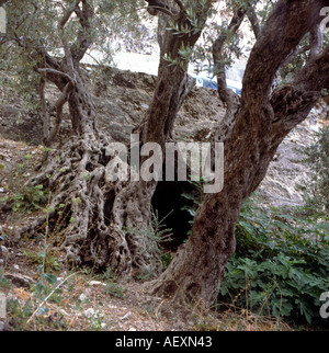 olive tree aged 2000 bechaaly countryside lebanon Stock Photo - Alamy