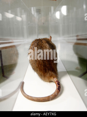 Lab Rat in psychology experiment glass maze in a science laboratory ...