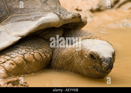 Malaysian giant turtle (Orlitia borneensis), also known as the Bornean ...