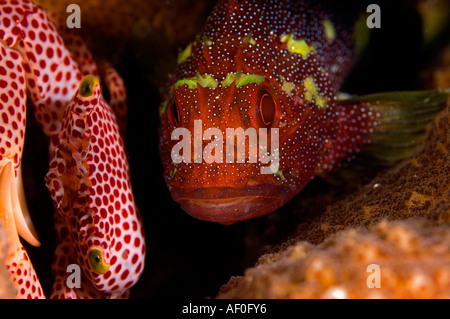 A Yellow-spotted Scorpionfish (Sebastapistes cyanostigma) in the Red ...