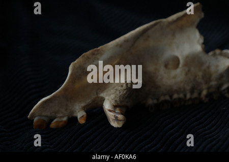 Wild Pig Jaw Bone Stock Photo - Alamy