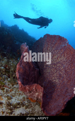 Divers seen from depth on Santa Rosa Wall divesite Cozumel Mexico Stock ...