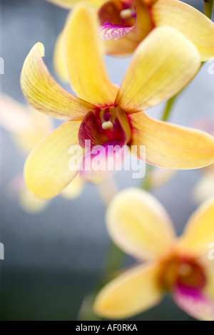 Flower on grounds of Palau Pacific Resort Palau Micronesia Stock Photo ...