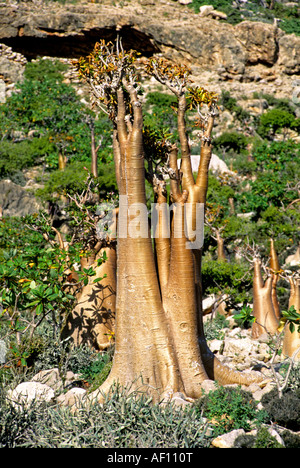 Bottle trees Island of Socotra Yemen Stock Photo: 13767712 - Alamy