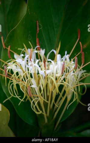 Hedychium yunnanense Yunnan ginger lily - upright racemes of white ...