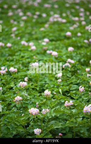 Potato plants in flower Solanum tuberosum Stock Photo - Alamy