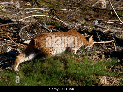 Eurasian lynx / Northern lynx (Lynx lynx lynx) hunting in grassland ...
