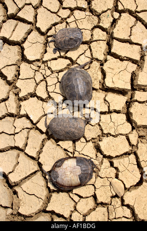 dead terrapins on dry land Stock Photo - Alamy