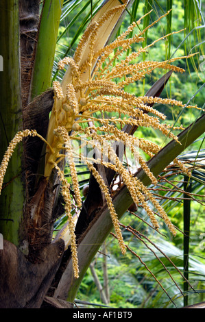 THENGIN POOKKULA FLOWERS OF THE COCONUT TREE, SYMBOL OF PROSPERITY ...