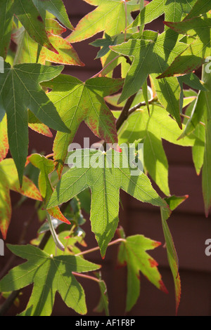 Liquidambar styraciflua ‘Worplesdon’ sweet gum Worplesdon – lobed lobes ...