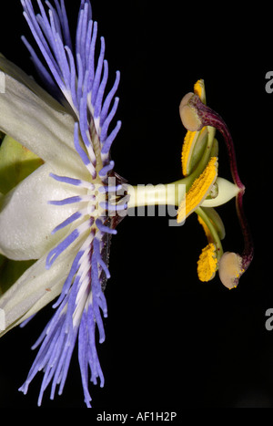 Detailed Side View Of Single Flowering Rose On Parallel White Planks ...
