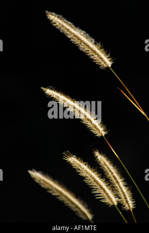 Wild grass in morning light Stock Photo - Alamy