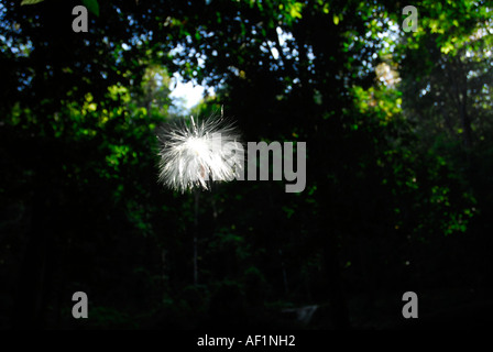 FOREST INTERIORS CHIMMINI SANCTUARY THRISSUR Stock Photo - Alamy