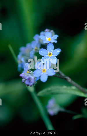 close-up of forget-me-not plant with blue flowers shot outdoor in sunny ...