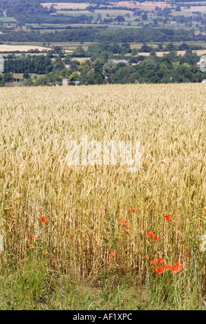 Poppies growing on the Cotswolds near Upper Coberley, looking across to ...