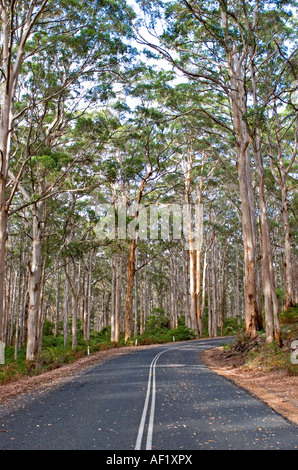 Karri (Eucalyptus diversicolor) forest and road, Warren National Park ...