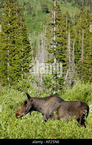 Adolescent male moose walking through rocky mountain marsh looking for ...