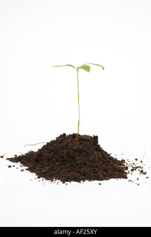 Oak sapling; Quercus robur Stock Photo - Alamy