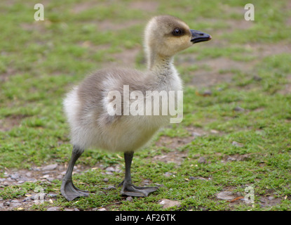 Swan Goose and Gosling (Anser cygnoides). Wild ancestor of domestic ...