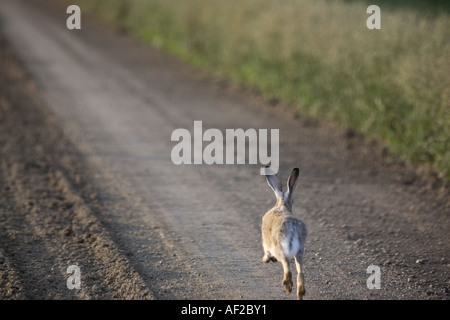 A White-tailed Jackrabbit running in a field Stock Photo - Alamy