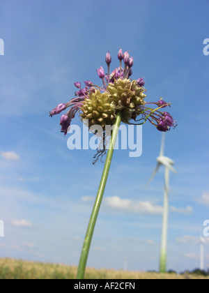 Wind turbines in a field with violet flowers against a blue sky in ...