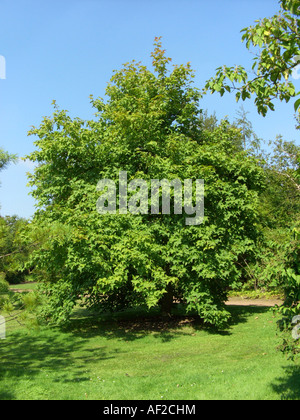 liquidambar formosana tree Stock Photo - Alamy