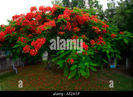 Beautiful Red Flamboyant Tree in Nevis Caribbean Stock Photo - Alamy