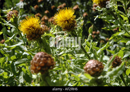 Giant knapweed, Yellow hardhead (Centaurea macrocephala), garden flower ...