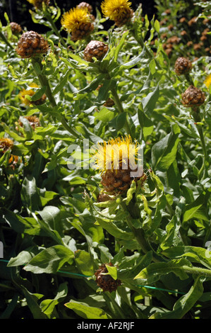 big-head knapweed, bighead knapweed, yellow thistle, great golden ...