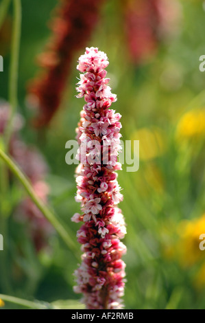 Himalayan Fleeceflower Polygonum Affine or synonym Bistorta affinis ...