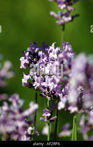 Lavender Lavandula angustifolia synonym Lavandula officinalis Stock ...