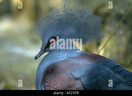Victoria crowned pigeon - Goura victoria Stock Photo - Alamy