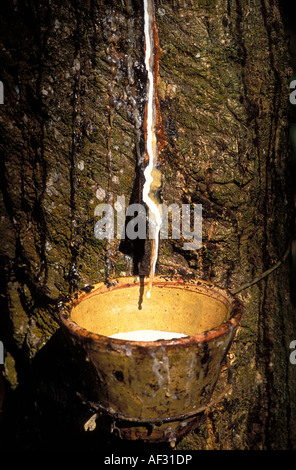 Collecting sap from the Rubber Tree (Hevea brasiliensis), Johor Baharu ...