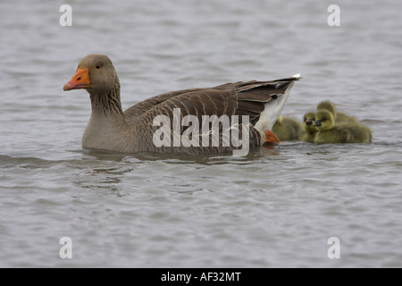 Greylag Goose Anser anser goslings @ Cley Marsh North Norfolk England ...
