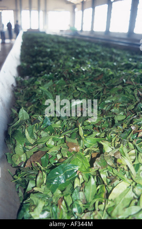 Tea leaves dry in withering troughs at the Highfield Tea Factory at ...