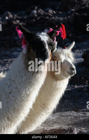 Pair of lamas Stock Photo - Alamy