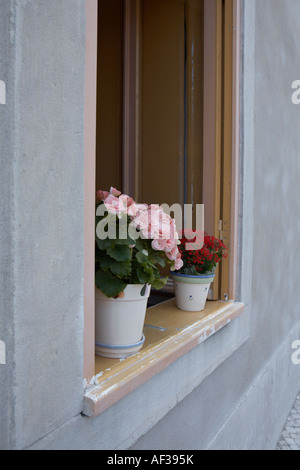 Pink begonia flowers on the window background Stock Photo - Alamy