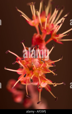 fresh beautiful maple blossoms Stock Photo - Alamy